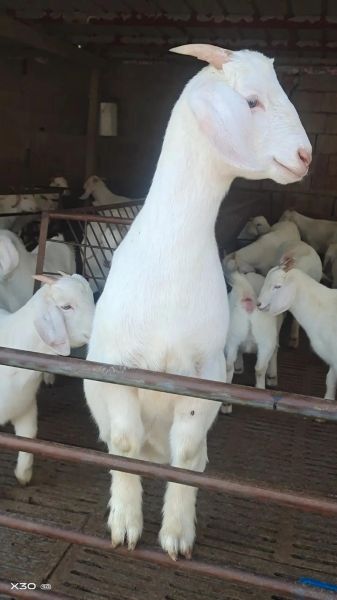 山羊图片怎么拍好看_山羊图片拍摄技巧-第3张图片-山城妙识