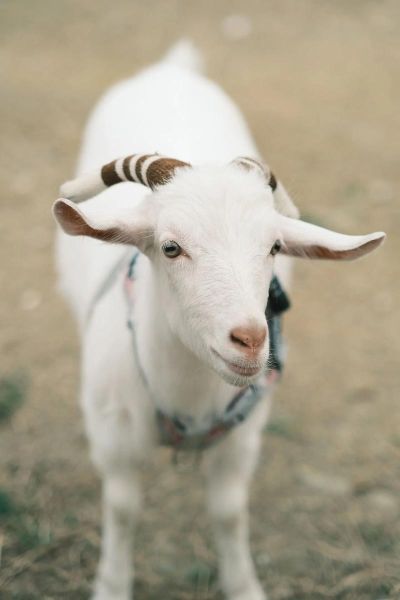 山羊图片怎么拍好看_山羊图片拍摄技巧-第1张图片-山城妙识
