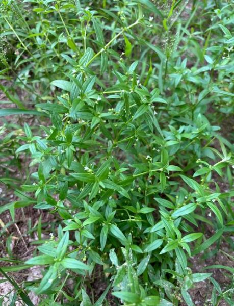 蛇舌草煮水要煮多久_蛇舌草煮水最佳时间-第2张图片-山城妙识