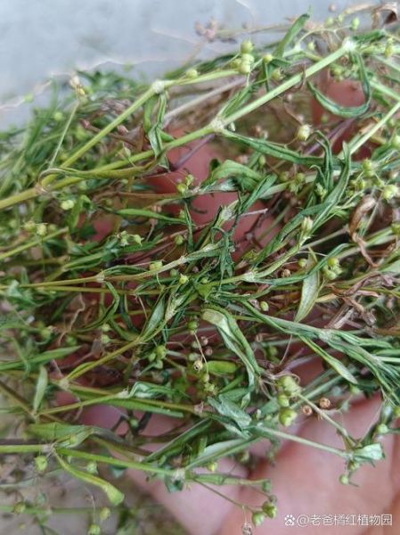 蛇舌草煮水要煮多久_蛇舌草煮水最佳时间-第3张图片-山城妙识