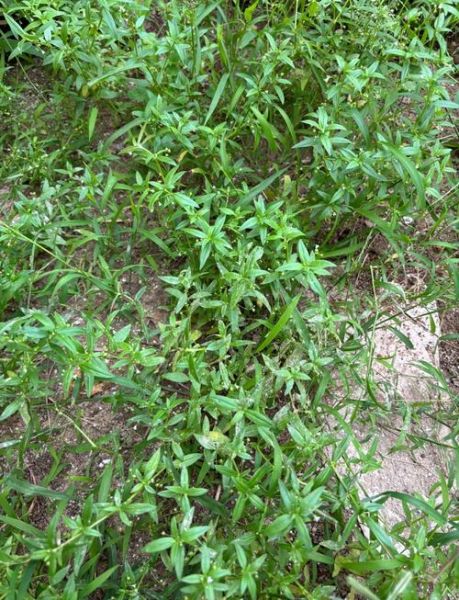 蛇舌草煮水要煮多久_蛇舌草煮水最佳时间-第1张图片-山城妙识