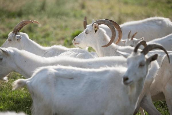 山羊图片怎么拍好看_山羊图片拍摄技巧-第2张图片-山城妙识