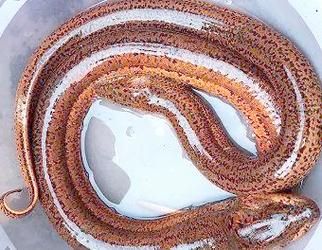 1000斤巨型黄鳝是真的吗_巨型黄鳝图片真假鉴别-第2张图片-山城妙识