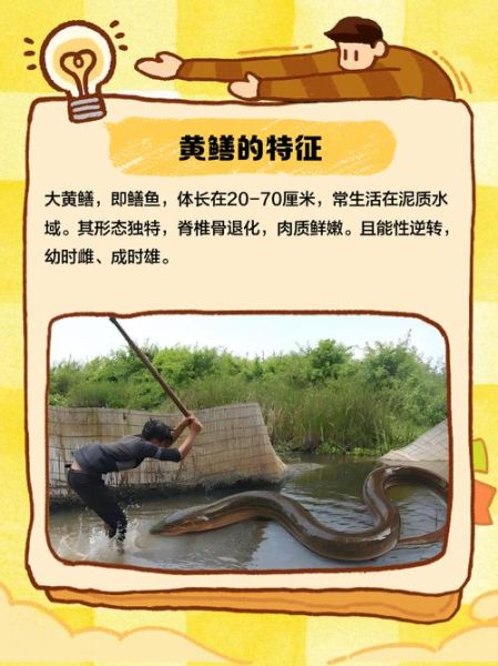 1000斤巨型黄鳝是真的吗_巨型黄鳝图片真假鉴别-第1张图片-山城妙识