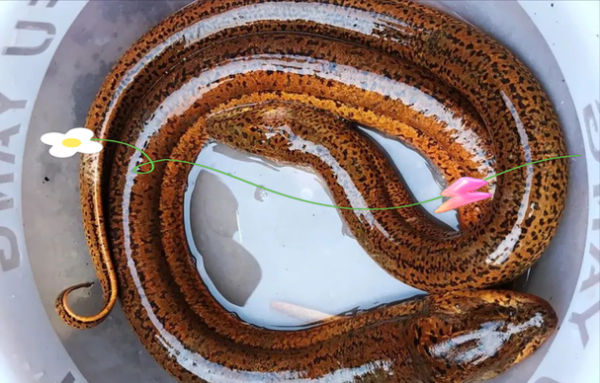 1000斤巨型黄鳝是真的吗_巨型黄鳝图片真假鉴别-第3张图片-山城妙识