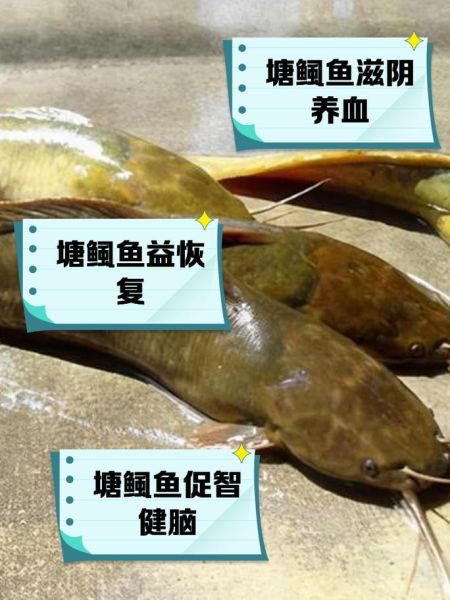 钳鱼和鲶鱼的区别_如何一眼分辨-第3张图片-山城妙识