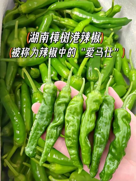 樟树港辣椒为什么那么贵_樟树港辣椒价格高的原因-第1张图片-山城妙识