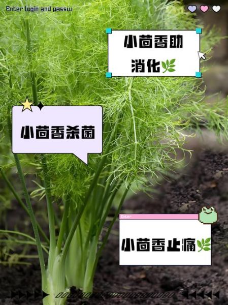 小茴香菜的功效与作用_小茴香菜怎么吃最好-第1张图片-山城妙识 小茴香菜的功效与作用_小茴香菜怎么吃最好-第1张图片-山城妙识