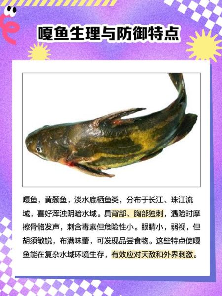 嘎鱼多少钱一斤_嘎鱼价格最新行情-第2张图片-山城妙识