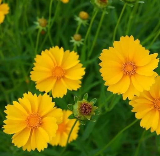 大花金鸡菊怎么养_大花金鸡菊的花期多长-第2张图片-山城妙识 大花金鸡菊怎么养_大花金鸡菊的花期多长-第2张图片-山城妙识