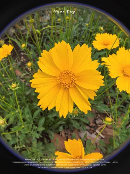 大花金鸡菊怎么养_大花金鸡菊的花期多长-第3张图片-山城妙识 大花金鸡菊怎么养_大花金鸡菊的花期多长-第3张图片-山城妙识