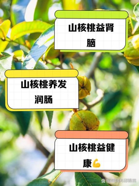 山核桃的功效与作用_山核桃的禁忌有哪些-第2张图片-山城妙识 山核桃的功效与作用_山核桃的禁忌有哪些-第2张图片-山城妙识
