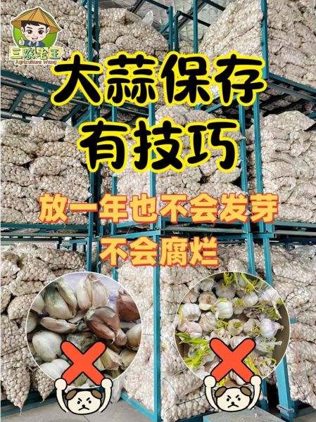 大蒜怎么保存不发芽_大蒜放冰箱能防止发芽吗-第1张图片-山城妙识