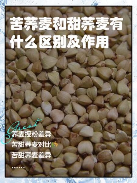 苦荞和荞麦的功效区别_哪个更适合三高人群-第1张图片-山城妙识