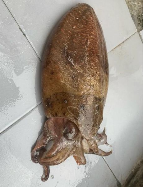 自制墨鱼丸怎么做_墨鱼丸Q弹秘诀-第3张图片-山城妙识