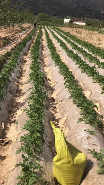 土豆淀粉怎么做_自制土豆淀粉步骤-第2张图片-山城妙识 土豆淀粉怎么做_自制土豆淀粉步骤-第2张图片-山城妙识