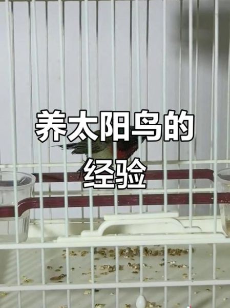 叉尾太阳鸟怎么养_叉尾太阳鸟吃什么-第1张图片-山城妙识 叉尾太阳鸟怎么养_叉尾太阳鸟吃什么-第1张图片-山城妙识