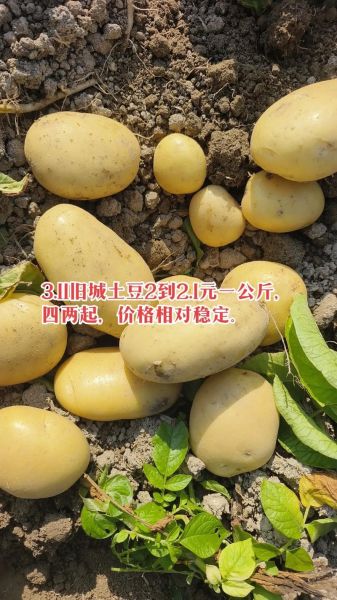 土豆产地价格哪里最低_土豆批发最便宜的地方在哪-第1张图片-山城妙识 土豆产地价格哪里最低_土豆批发最便宜的地方在哪-第1张图片-山城妙识