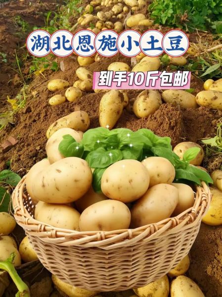 土豆产地价格哪里最低_土豆批发最便宜的地方在哪-第2张图片-山城妙识 土豆产地价格哪里最低_土豆批发最便宜的地方在哪-第2张图片-山城妙识