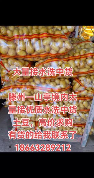 土豆产地价格哪里最低_土豆批发最便宜的地方在哪-第3张图片-山城妙识 土豆产地价格哪里最低_土豆批发最便宜的地方在哪-第3张图片-山城妙识