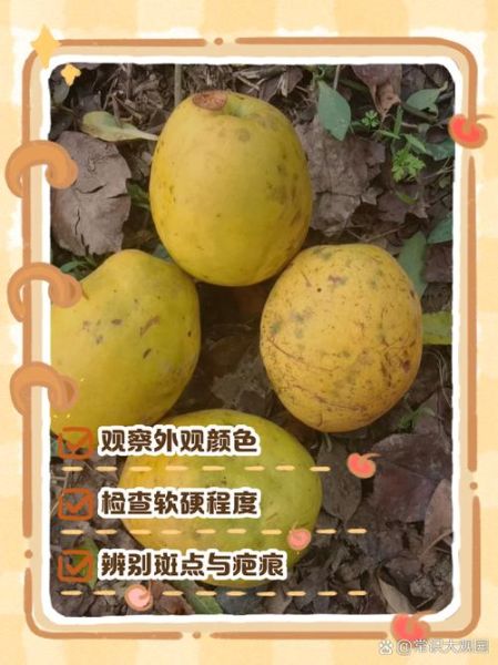 木瓜怎么看熟没熟_木瓜怎么判断成熟-第1张图片-山城妙识