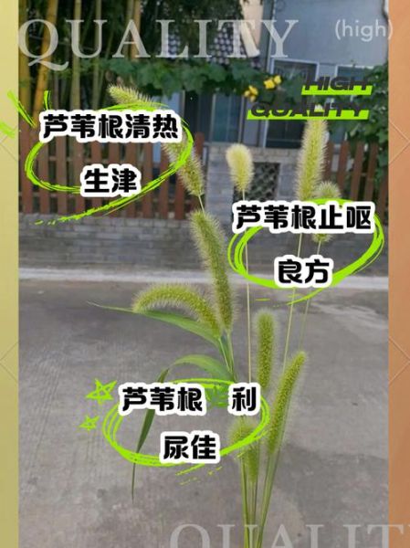 芦苇根煮水有什么功效_芦苇根煮水可以天天喝吗-第1张图片-山城妙识 芦苇根煮水有什么功效_芦苇根煮水可以天天喝吗-第1张图片-山城妙识