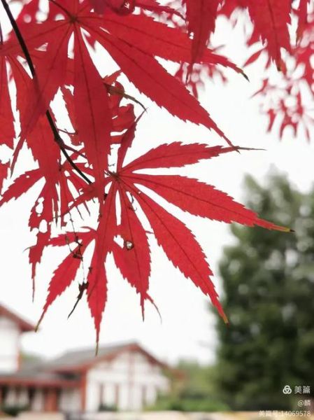 红叶鸡爪槭图片怎么拍_红叶鸡爪槭图片大全-第1张图片-山城妙识 红叶鸡爪槭图片怎么拍_红叶鸡爪槭图片大全-第1张图片-山城妙识