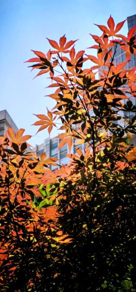 红叶鸡爪槭图片怎么拍_红叶鸡爪槭图片大全-第2张图片-山城妙识 红叶鸡爪槭图片怎么拍_红叶鸡爪槭图片大全-第2张图片-山城妙识