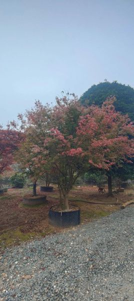 红叶鸡爪槭图片怎么拍_红叶鸡爪槭图片大全-第3张图片-山城妙识 红叶鸡爪槭图片怎么拍_红叶鸡爪槭图片大全-第3张图片-山城妙识