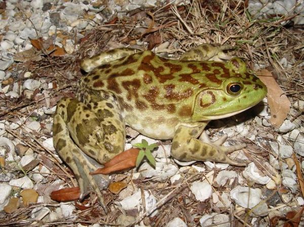 牛蛙长什么样子_牛蛙外形特征图解-第2张图片-山城妙识 牛蛙长什么样子_牛蛙外形特征图解-第2张图片-山城妙识