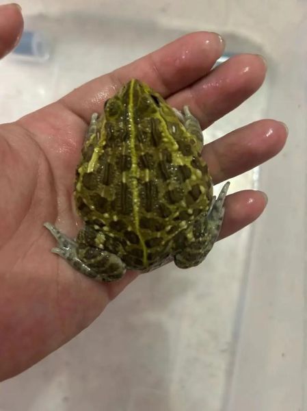 牛蛙长什么样子_牛蛙外形特征图解-第3张图片-山城妙识 牛蛙长什么样子_牛蛙外形特征图解-第3张图片-山城妙识