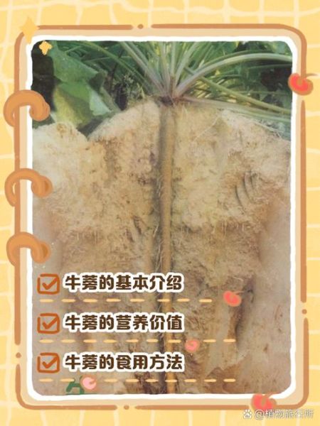 牛蒡叶的功效与作用_牛蒡叶怎么吃-第2张图片-山城妙识