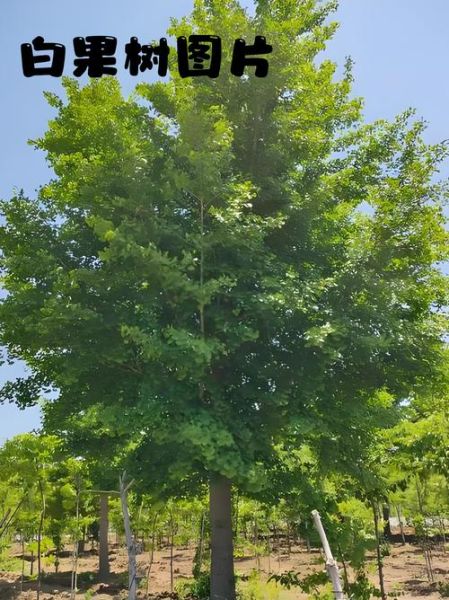 白果树和银杏树一样吗_白果树与银杏树的区别-第2张图片-山城妙识