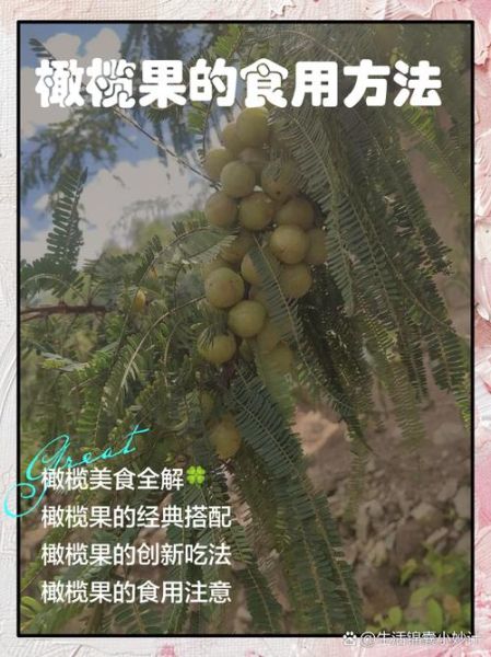 橄榄果怎么吃_橄榄果的正确食用方法-第3张图片-山城妙识