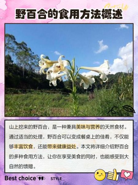百合的功效与作用_百合怎么吃最好-第3张图片-山城妙识