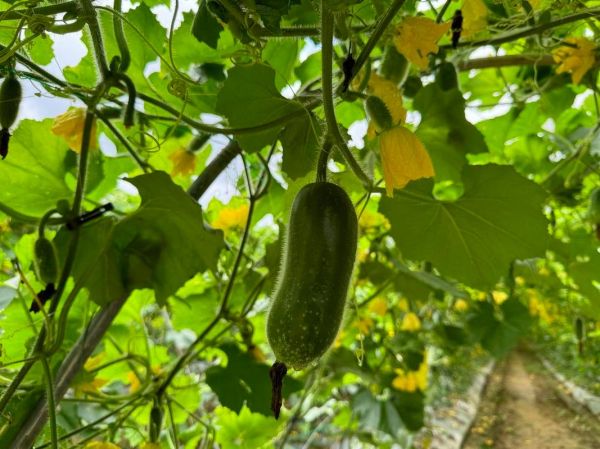 节瓜怎么搭架_节瓜搭架用什么材料-第2张图片-山城妙识 节瓜怎么搭架_节瓜搭架用什么材料-第2张图片-山城妙识