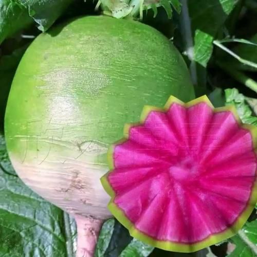 心里美萝卜什么时候种_最佳播种时间-第2张图片-山城妙识 心里美萝卜什么时候种_最佳播种时间-第2张图片-山城妙识