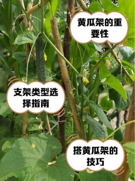 节瓜怎么搭架_节瓜搭架用什么材料-第1张图片-山城妙识 节瓜怎么搭架_节瓜搭架用什么材料-第1张图片-山城妙识