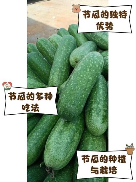 节瓜怎么搭架_节瓜搭架用什么材料-第3张图片-山城妙识 节瓜怎么搭架_节瓜搭架用什么材料-第3张图片-山城妙识