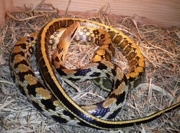 王锦蛇和黑眉锦蛇的区别_如何一眼分辨-第1张图片-山城妙识