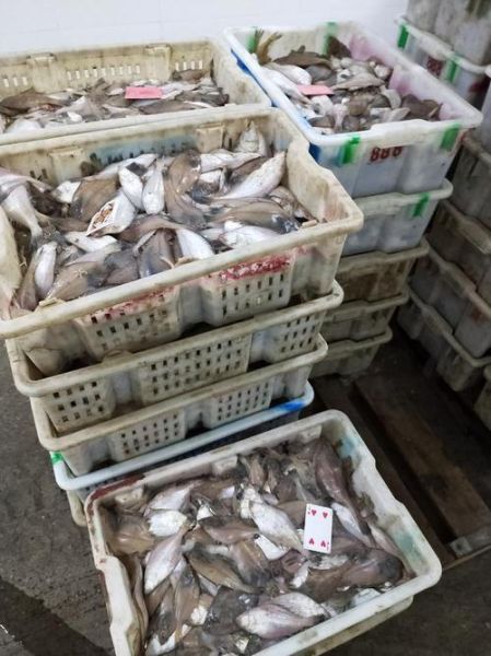 小嘴鱼是什么鱼_小嘴鱼多少钱一斤-第1张图片-山城妙识 小嘴鱼是什么鱼_小嘴鱼多少钱一斤-第1张图片-山城妙识