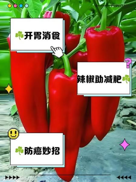 菜椒可以生吃吗_生吃菜椒的好处与风险-第1张图片-山城妙识