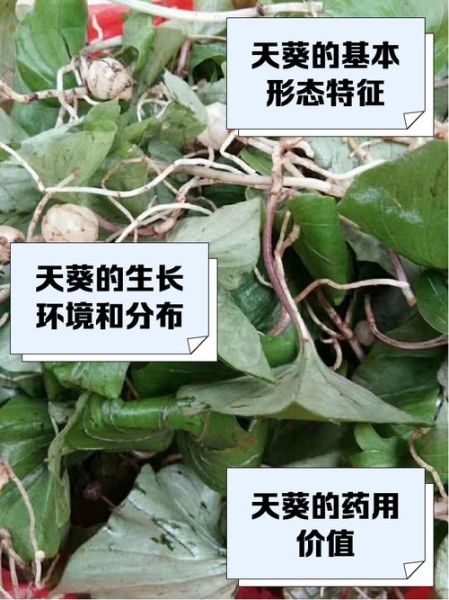 青天葵图片长什么样_青天葵和毛叶芋兰怎么区分-第1张图片-山城妙识