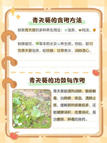 青天葵图片长什么样_青天葵和毛叶芋兰怎么区分-第3张图片-山城妙识