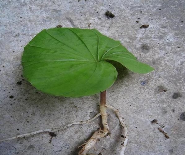 青天葵图片长什么样_青天葵和毛叶芋兰怎么区分-第2张图片-山城妙识