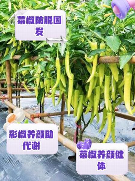 菜椒可以生吃吗_生吃菜椒的好处与风险-第3张图片-山城妙识