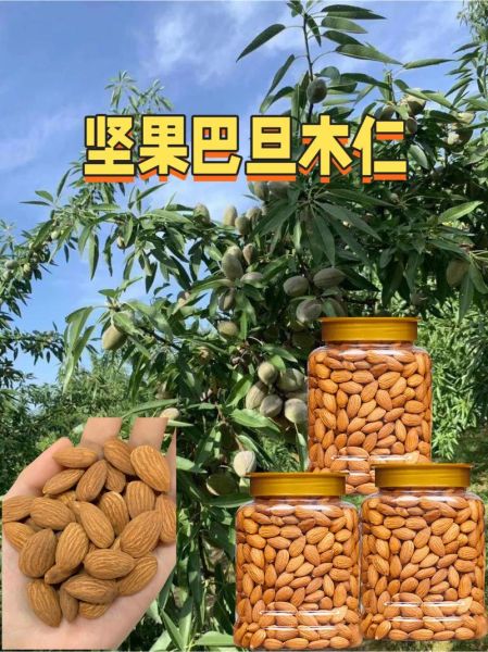 巴旦木的营养价值及功效与作用_每天吃多少巴旦木合适-第1张图片-山城妙识 巴旦木的营养价值及功效与作用_每天吃多少巴旦木合适-第1张图片-山城妙识