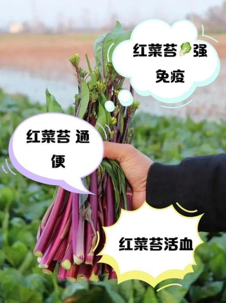 红菜苔叶子可以吃吗_红菜苔叶子怎么吃-第1张图片-山城妙识