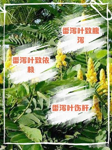 番泻叶能长期泡水喝吗_长期喝番泻叶有什么副作用-第2张图片-山城妙识