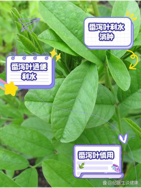 番泻叶能长期泡水喝吗_长期喝番泻叶有什么副作用-第1张图片-山城妙识